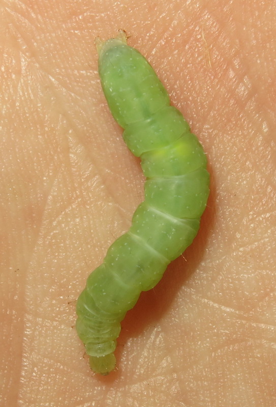 Birdernaturalist: Early Monsoon Yard Blog