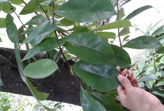 Dispersi: Kandungan, Manfaat Daun Tanaman Sirsak