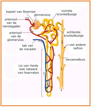 BIOLOGI GONZAGA: CATATAN EKSKRESI SMA LENGKAP