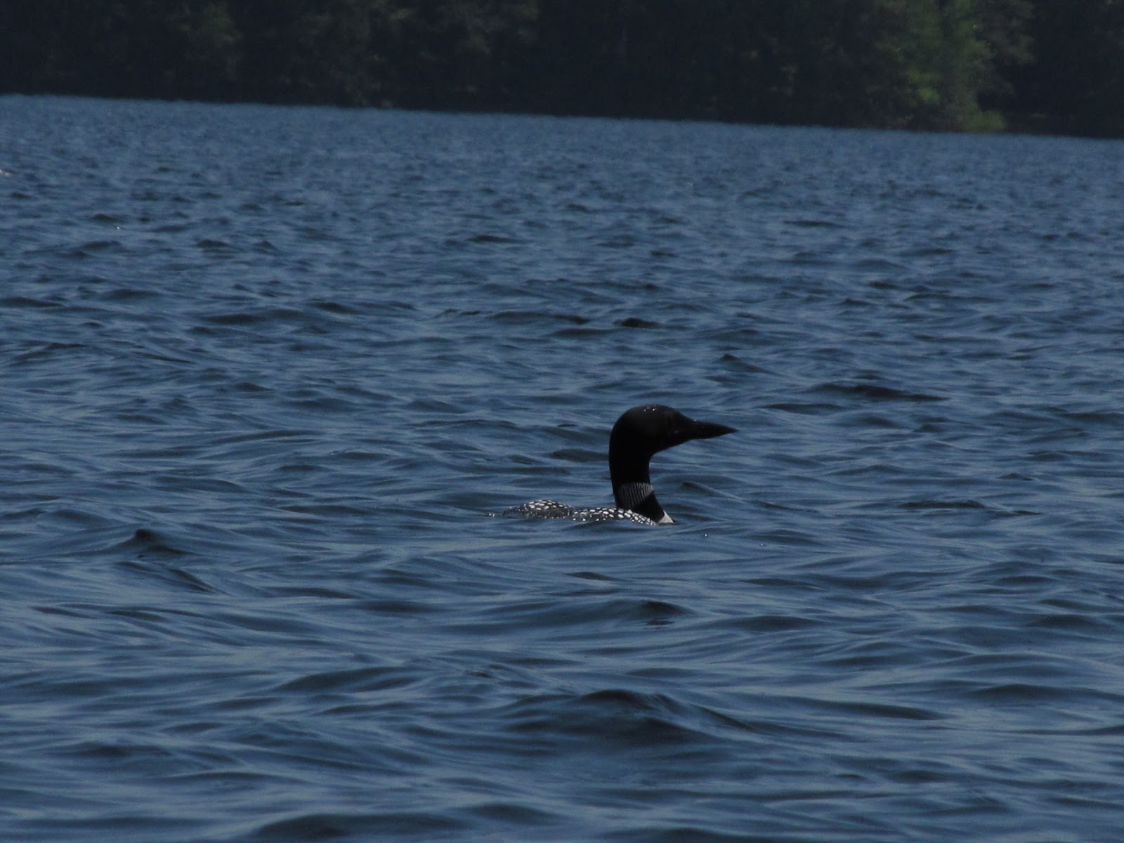 Recreational Kayaking in Maine: Windham, ME: Little Sebago