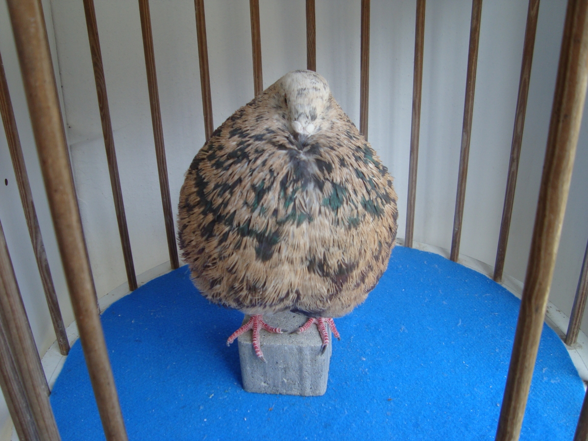 Gaditano Cropper ( Buchon Gaditano-Jerezano ) - Pigeons fall