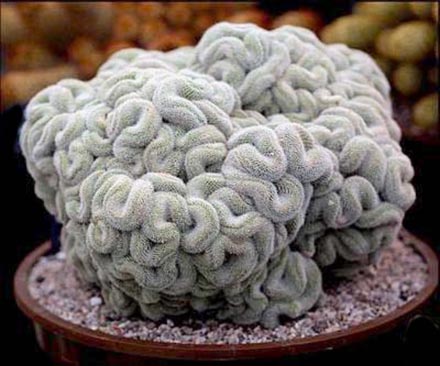 Brain Cactus, The Most Unique Cactus ~ magnificent green