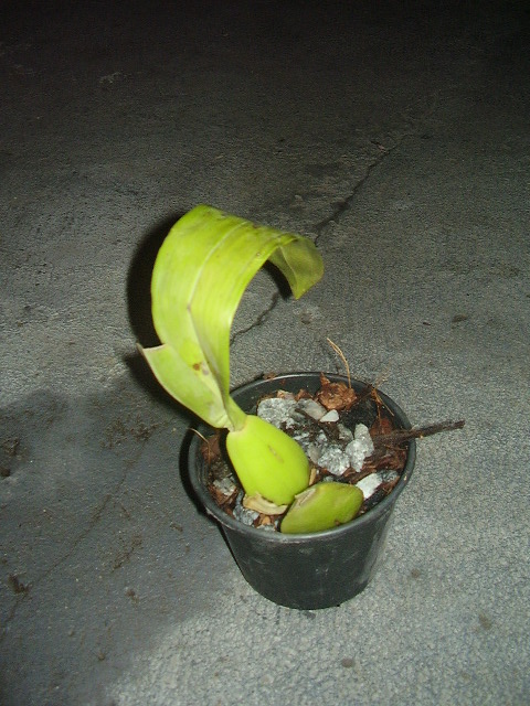 Debbie's Orchids: Orchid cuttings and development