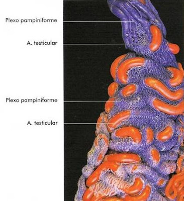 clinicoveterinario: APARELHO REPRODUTOR