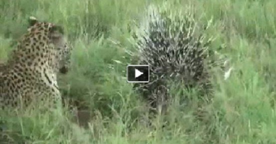 Amazing Fighting Scene Between Two Animals - Explore Pakistan