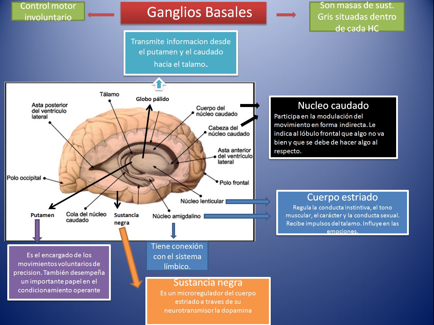 Fisiologia UAS de Gilfredo Enrique Castro Alcantar : Ganglios Basales ...