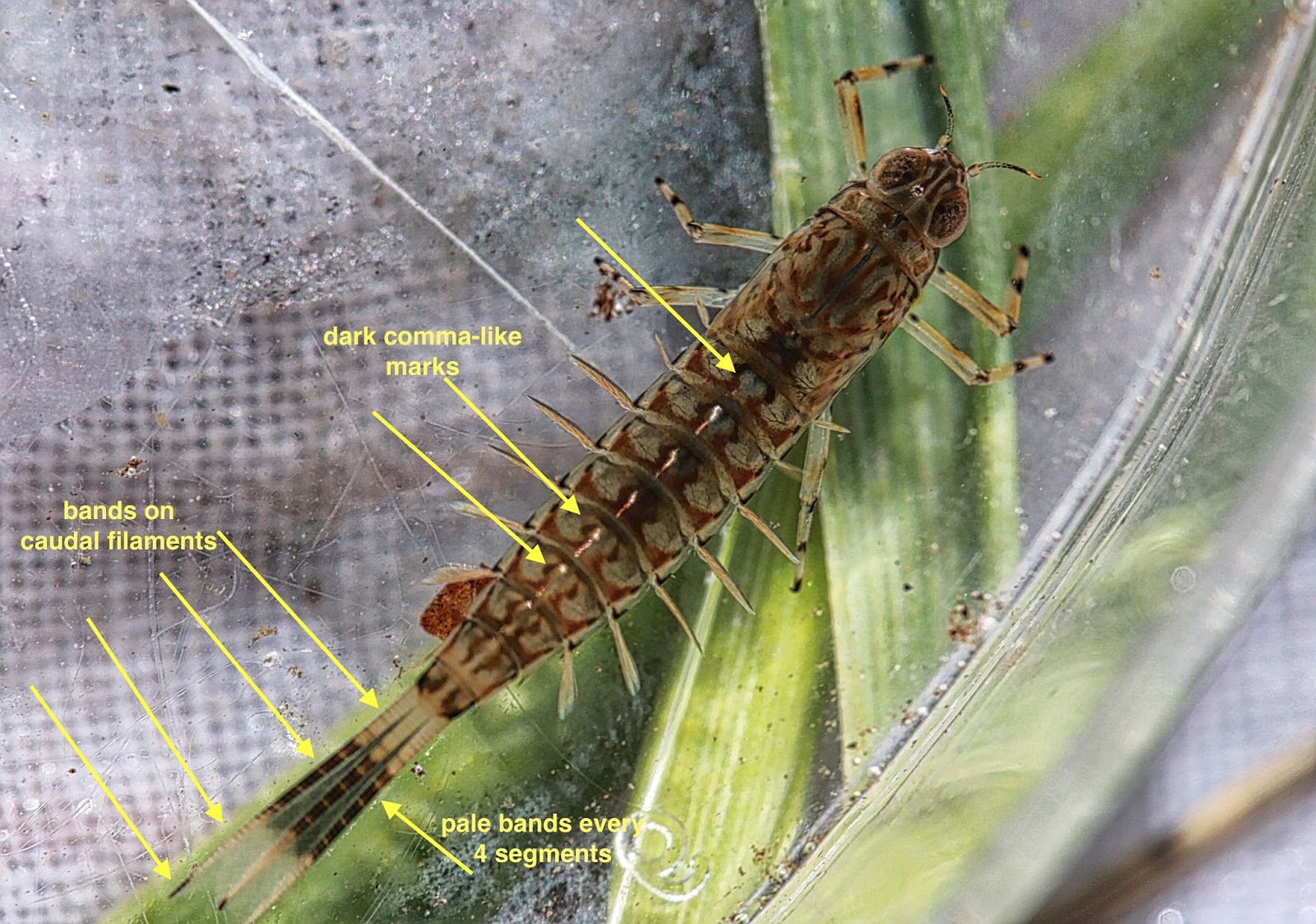 Aquatic Insects of Central Virginia: A fresh look at the Ameletidae ...