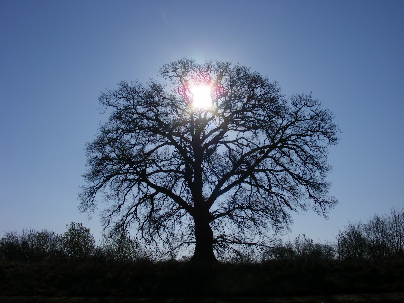 The Greenman: Great Trees of England #1: Middle Oak, Newbury