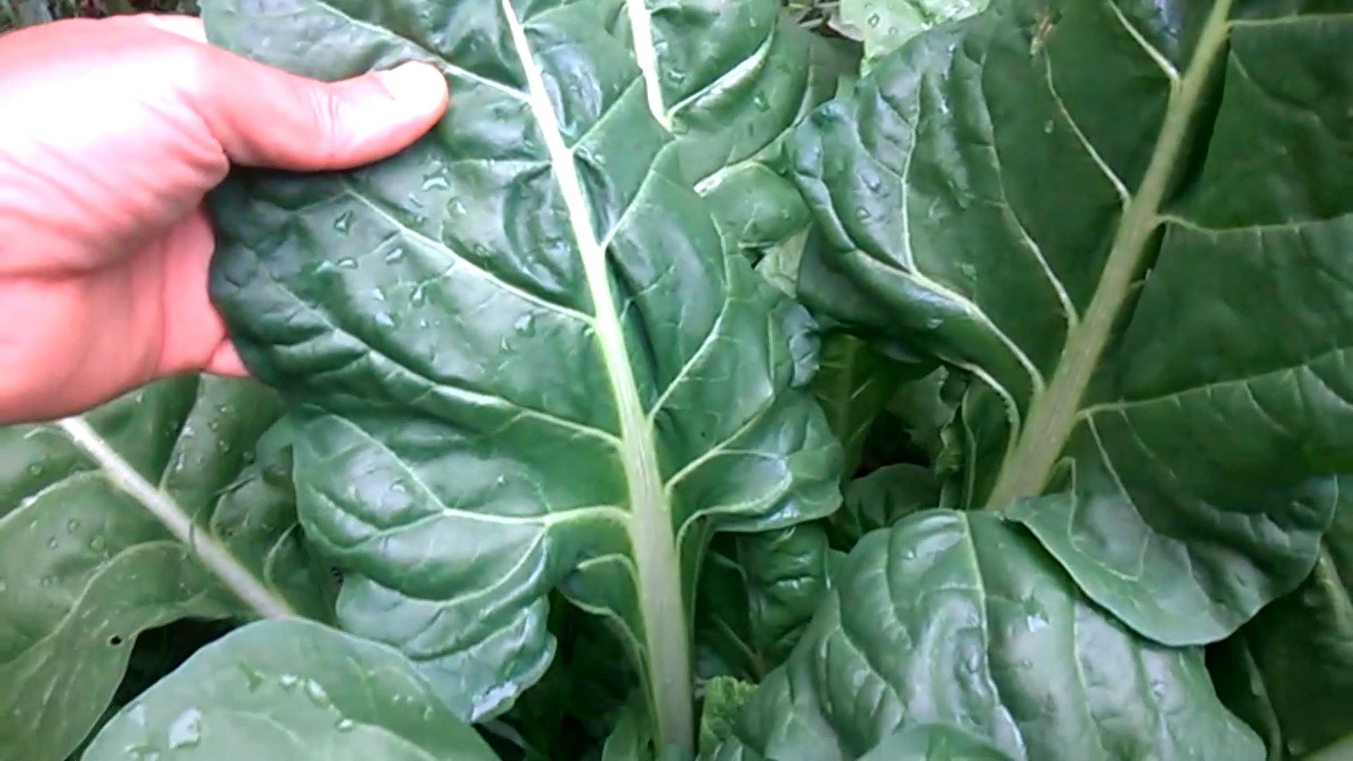 How To Grow Organic Chard