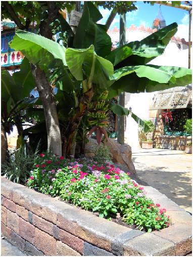 La Doctora De Las Plantas: Ideas de plantas que puedo usar para diseño ...