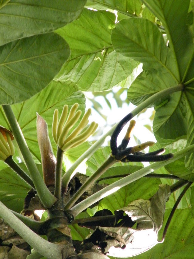 Reforestation and the Medicinal Uses of Trees -Liliana Usvat Research ...