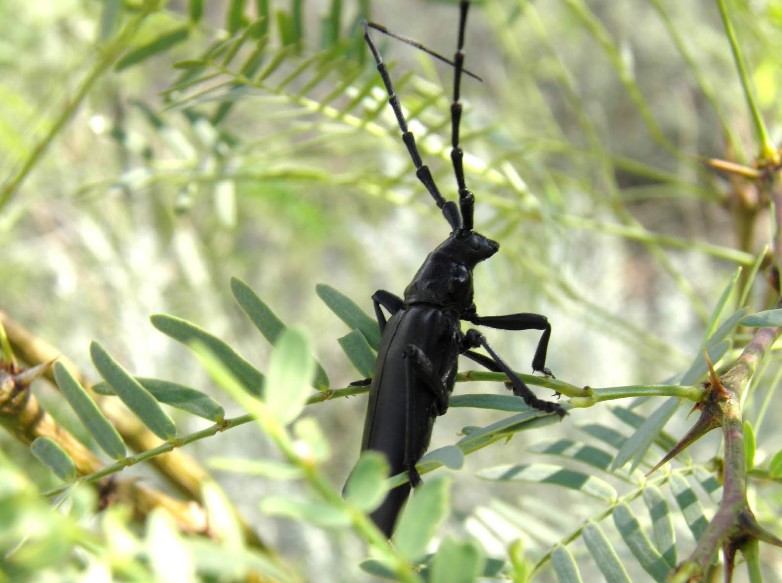 Arizona: Beetles, Bugs, Birds and more: From San Simon to Paradise