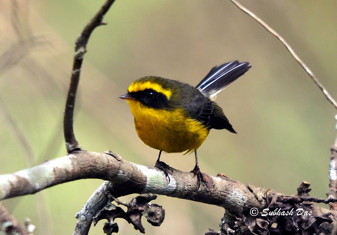 Indian Birds Photography: [BirdPhotoIndia] YELLOW-BELLIED FANTAIL
