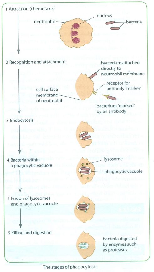 # 58 The immune system - Phagocytes | Biology Notes for A level