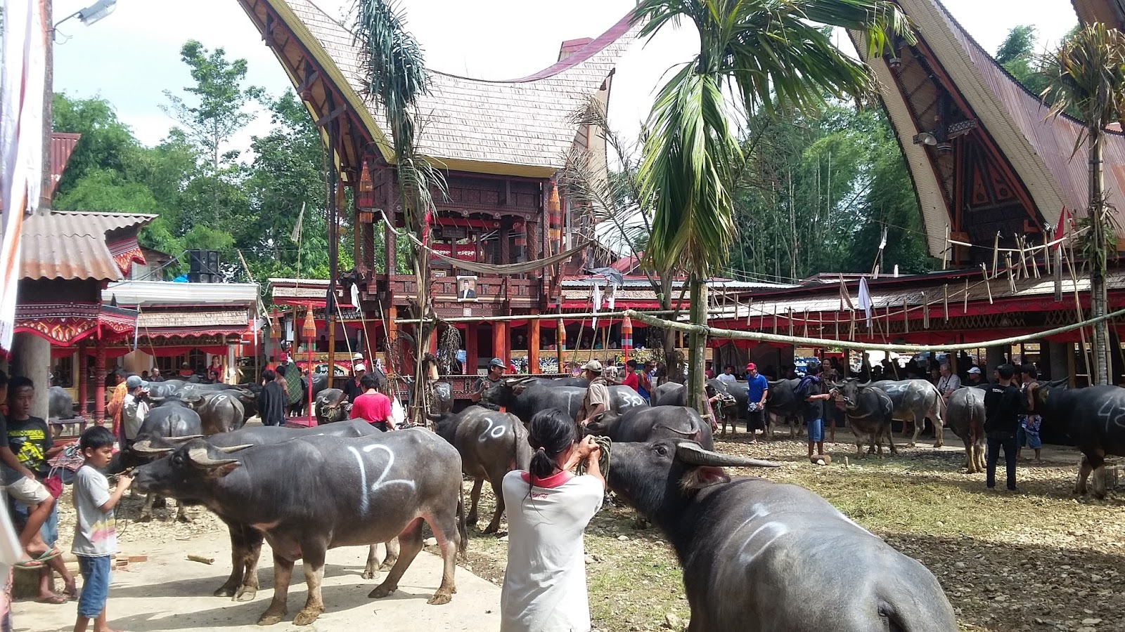 Toraja Private Guide: FUNERAL CEREMONY "Rambu Solo" in TORAJA