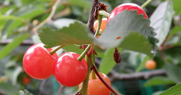 CEREZO ÁCIDO O GUINDO. Cuándo y cómo se poda