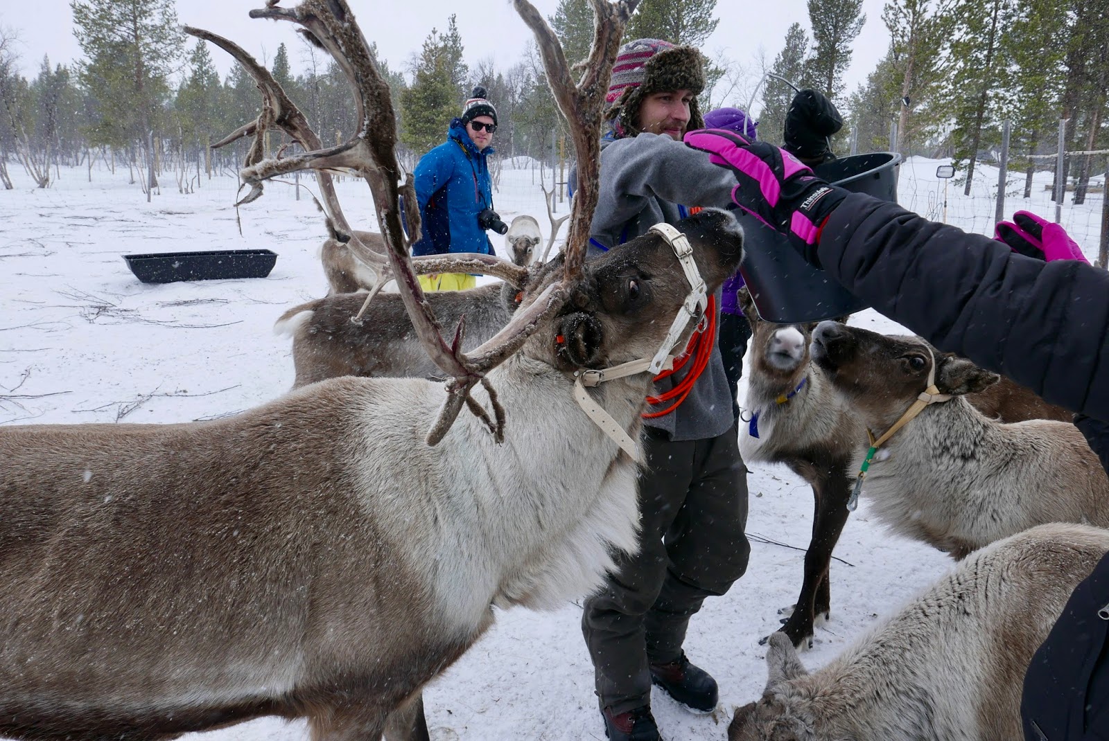 丹尼私遊記: 第五章 － Abisko 阿比斯庫