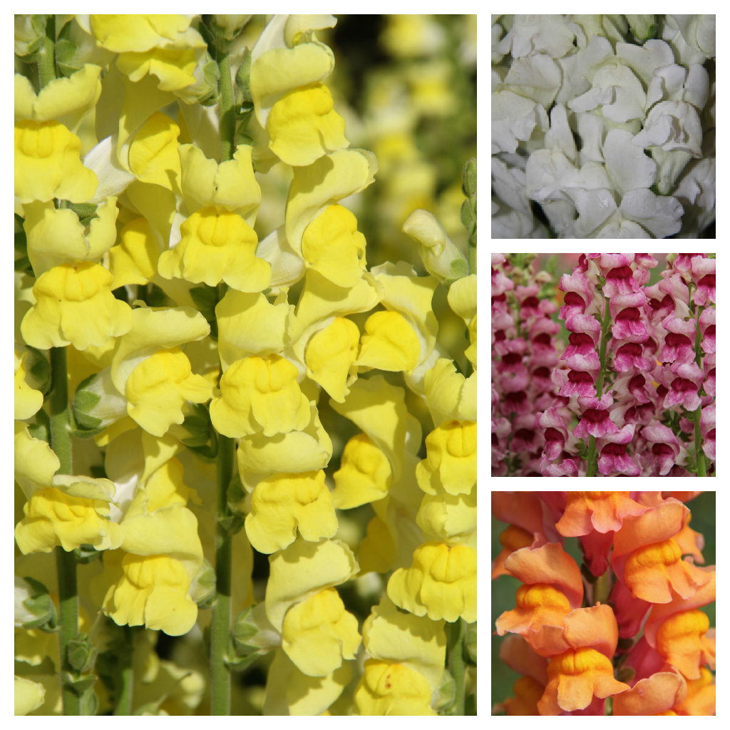 Skyline Flower Growers: Snap City USA - Snapdragons