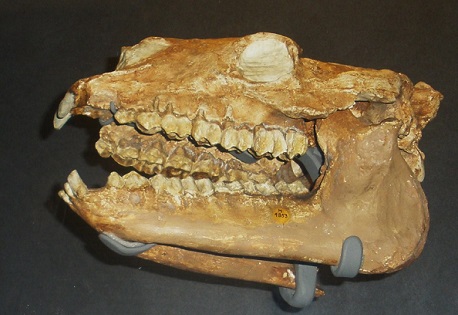 Noticias de Paleontologia: Diadiaphorus majusculus, un proteroterio del ...