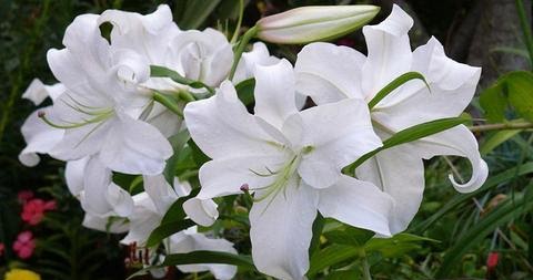 Ketahui Fakta Dan Manfaat Bunga Lily - Jual Mawar Krisan dan Aneka ...