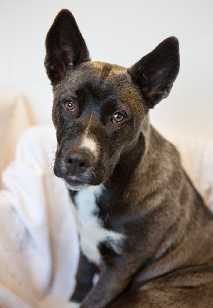 Shelter Dogs of Portland: "SHIMMER" delightful Akita mix puppy