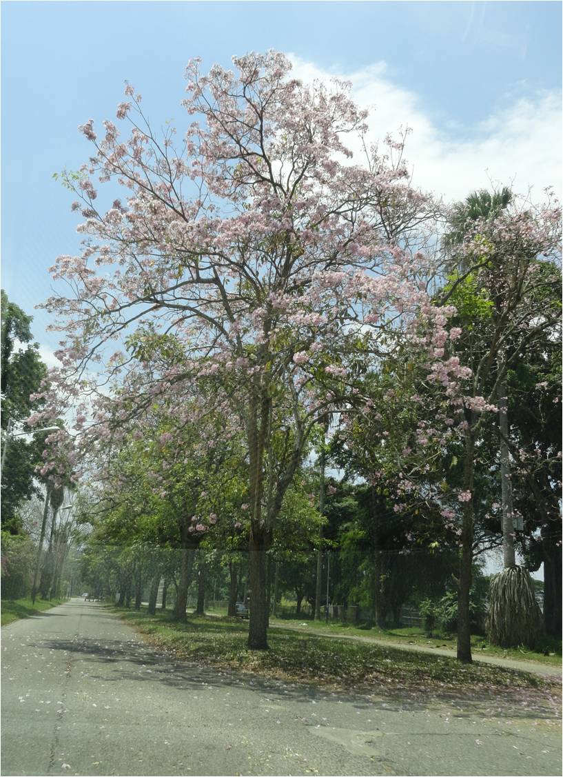 La Doctora De Las Plantas: Apamate (Tabebuia rosea) un árbol ...