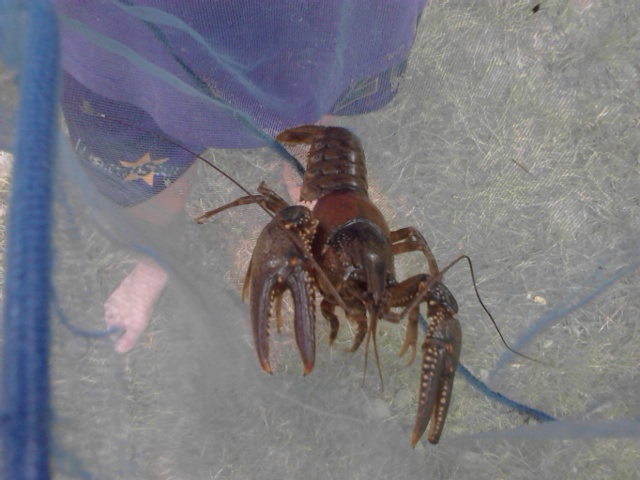 Summer Fun In The Creek: With Indiana Crawfish - Adventures of Kids ...