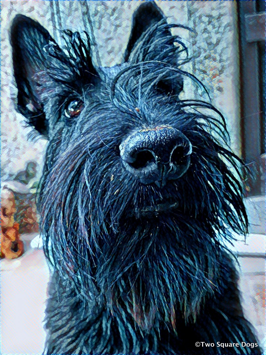 Two Little Square Black Dogs: Square Dog Friday iwinston