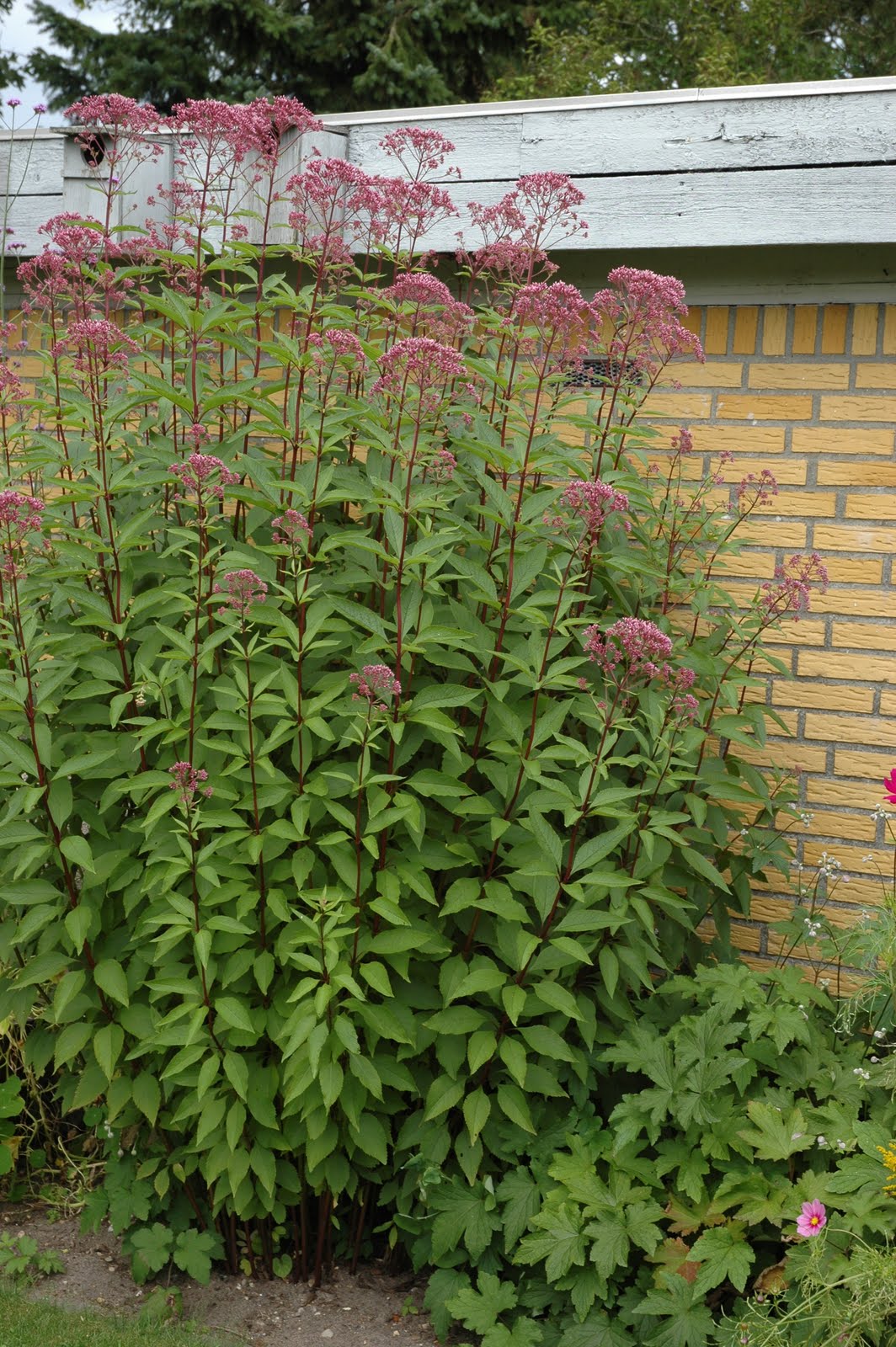 Mit grønne univers: Flere stauder