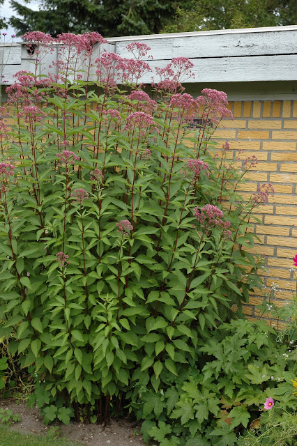 Mit grønne univers: Flere stauder