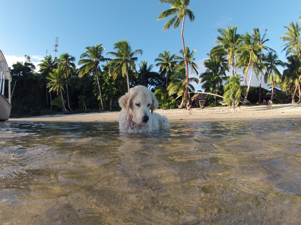 Fiji Time | THE MONKEY AND THE FAIRY