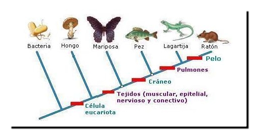 BIOFLAGRANTES*: CLADO E CLADOGRAMA