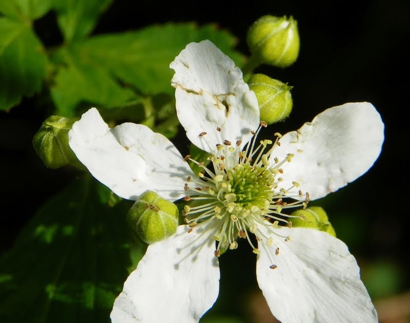 "What's Blooming Now" : Southern Blackberry (Rubus argutus)