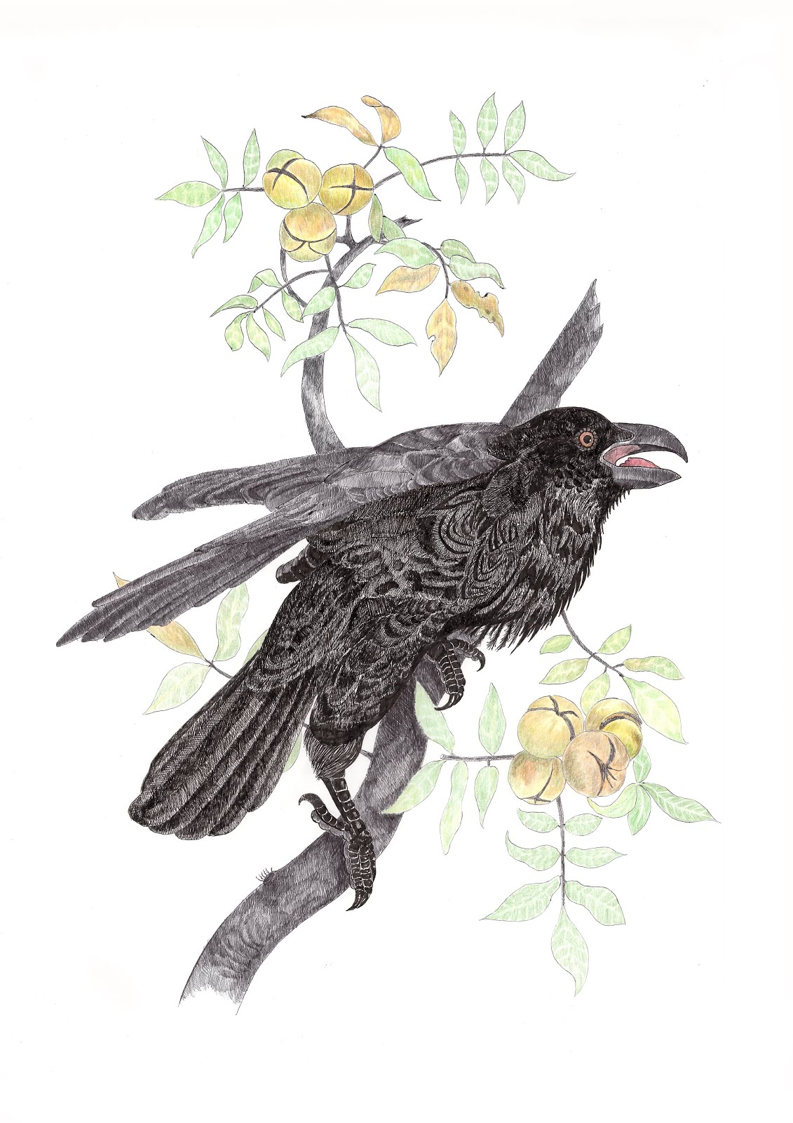 The Raven - Andrea Righetto