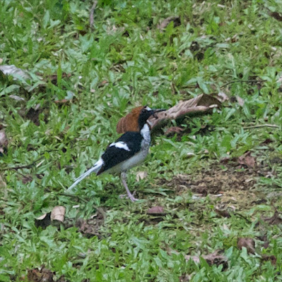 A Wandering Naturalist: Sarawak: Giant Weevils and Other Things