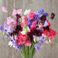 Jenis-Jenis Bunga Cantik Dengan Aroma Terharum - Agustina Florist ...