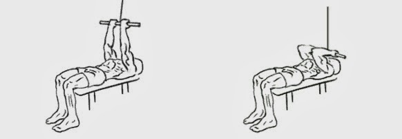 Ejercicios para bíceps ~ Culturismo total