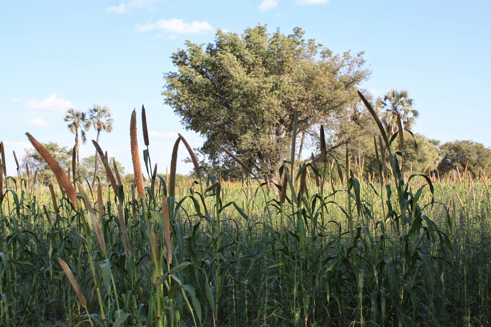 An Appel A Day: Landscapes