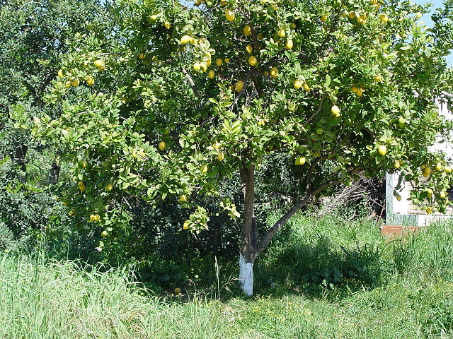 VIVERO HABITAT NATIVO: ARBOL LIMON COMUN