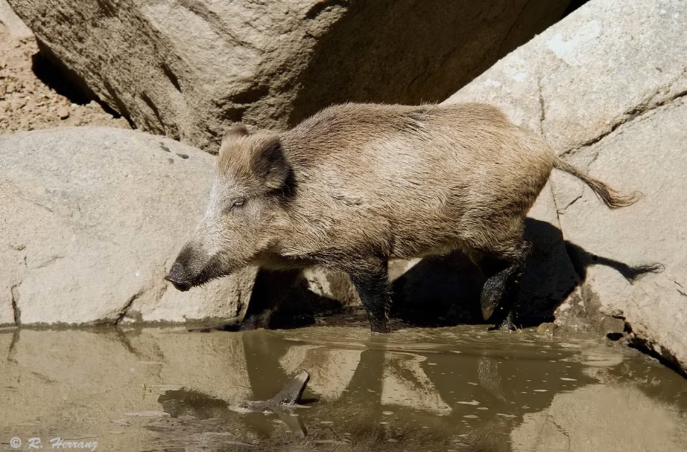 fotosricardo-h: JABALÍ - Wild board