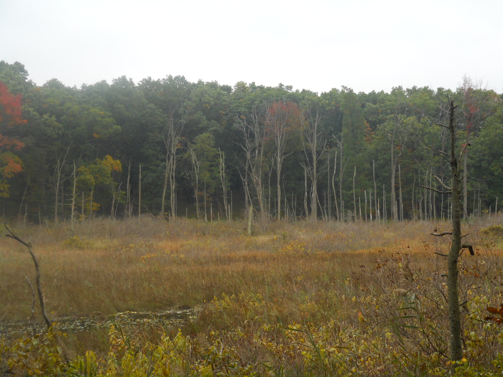 Terri of the Trails: Cowles Bog Trail: Walking Part of the Great Marsh ...