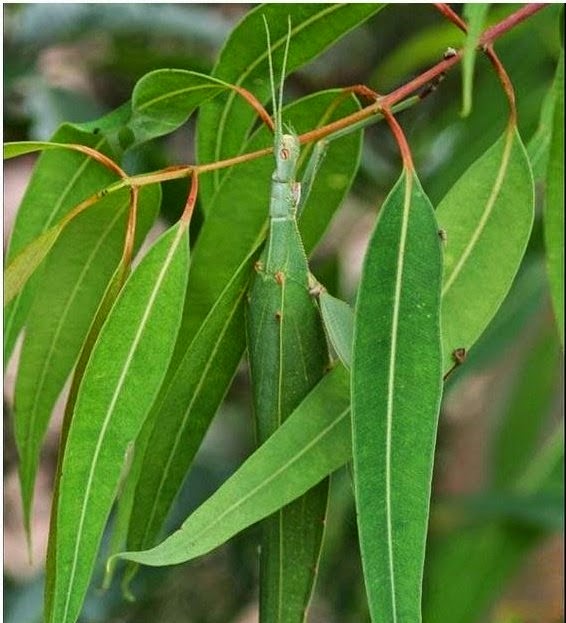 (14 Gambar) Penyamaran Yang Boleh Mengelirukan Mata Anda - PiNg SaMa DiA
