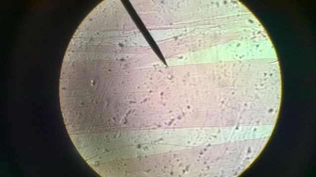 Histología: Tendón