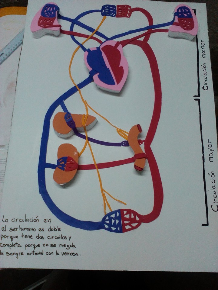 Maqueta Sistema Excretor Sistema Excretor Maquetas Escolares Porn Sex My Xxx Hot Girl