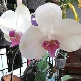 Jet Orchid: ANGGREK BULAN (Phalaenopsis Amabilis)