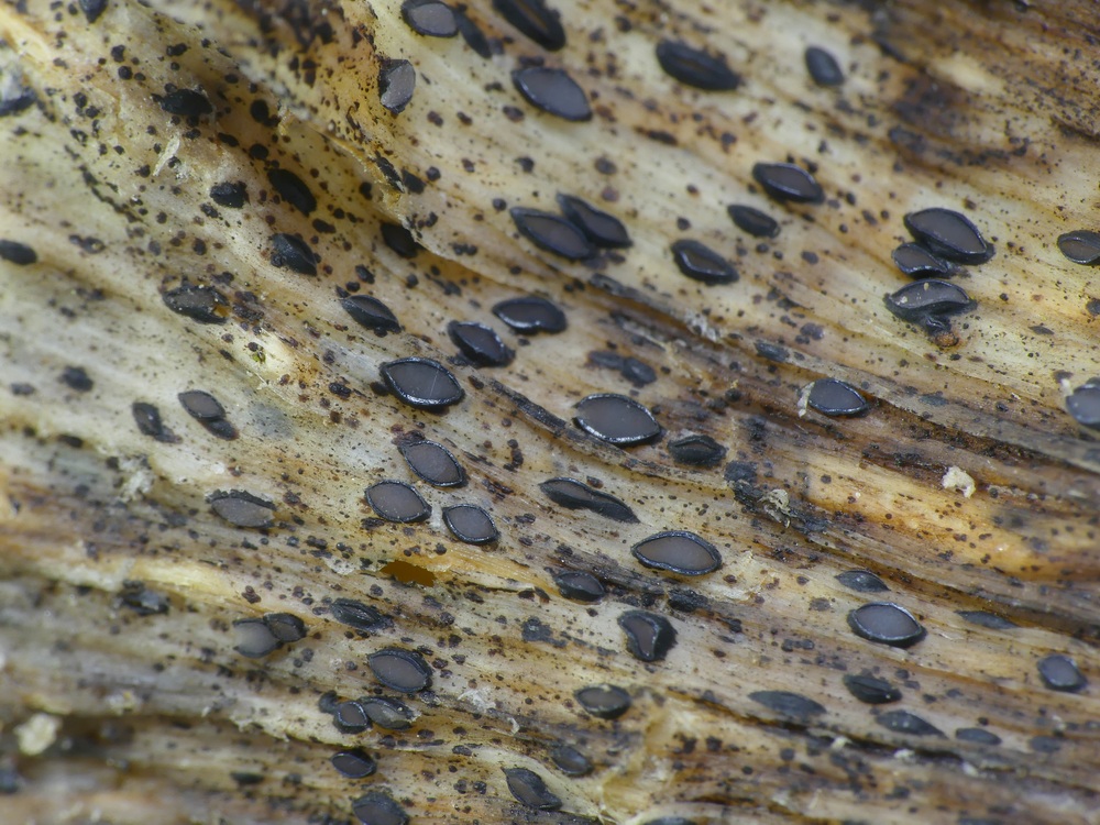 Hypoderma siculum Lantieri, P.R. Johnson. & Medardi • CEMAS