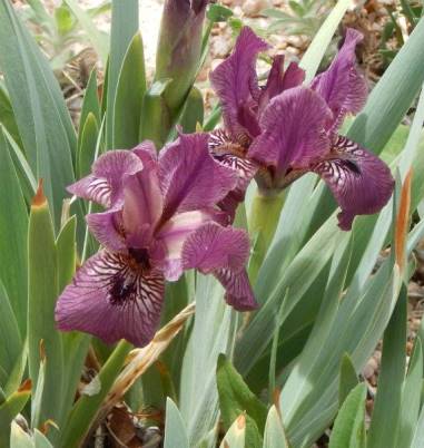 World of Irises: Classifying Aril and Arilbred Irises