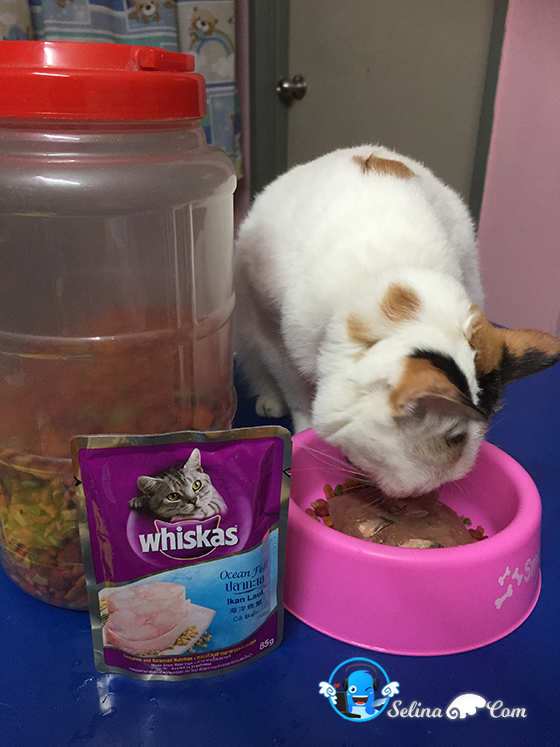 Miu Miu loves Whiskas Mix Feeding!