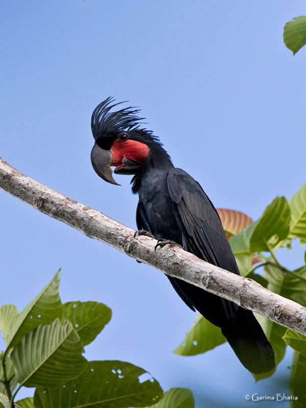 English Planet: Most Shocking Bird Behaviors