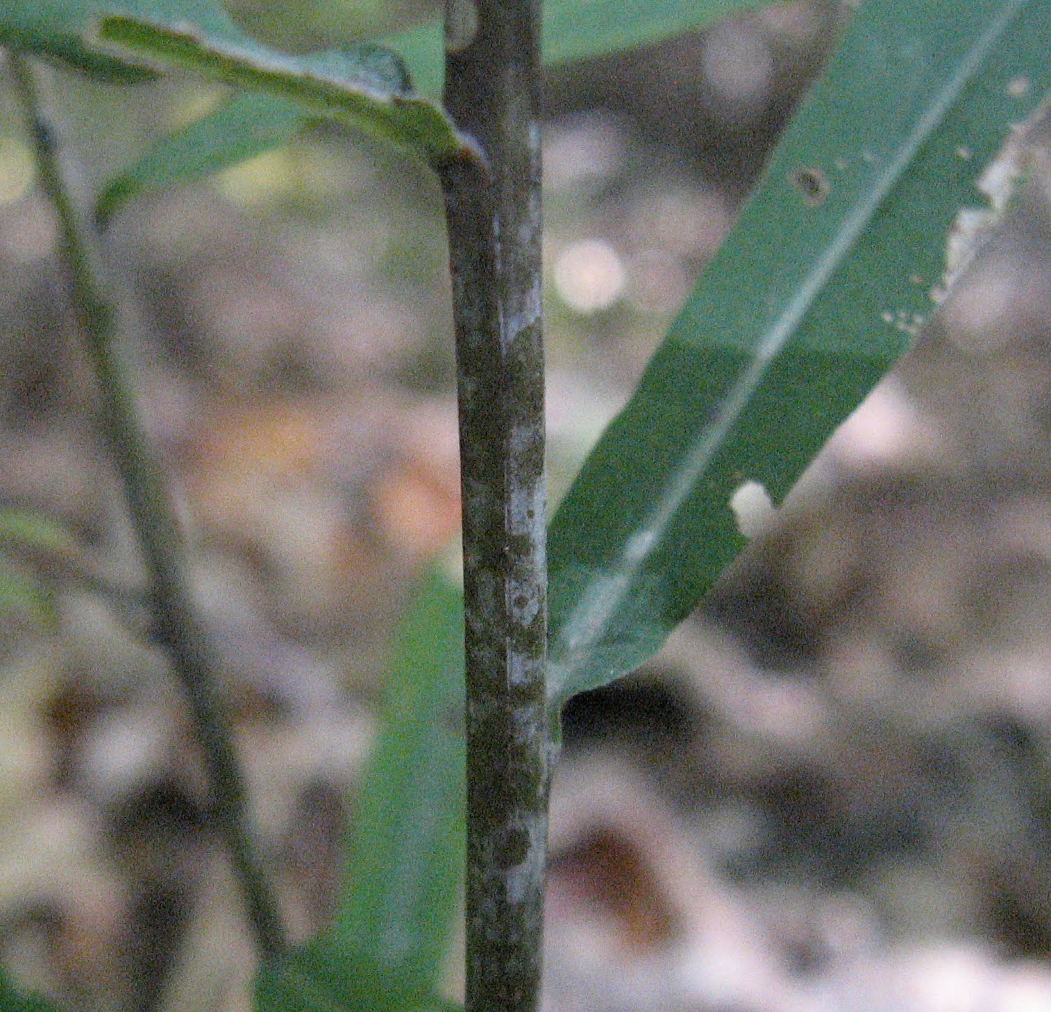 Tangled Web: Getting a Grip on Goldenrods